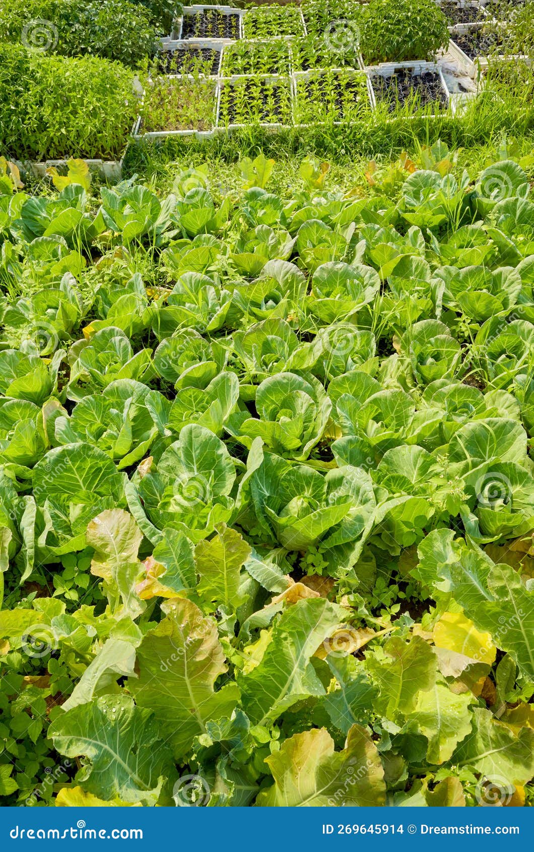 Picture of an Organic Vegetable Plantation Stock Photo - Image of ...