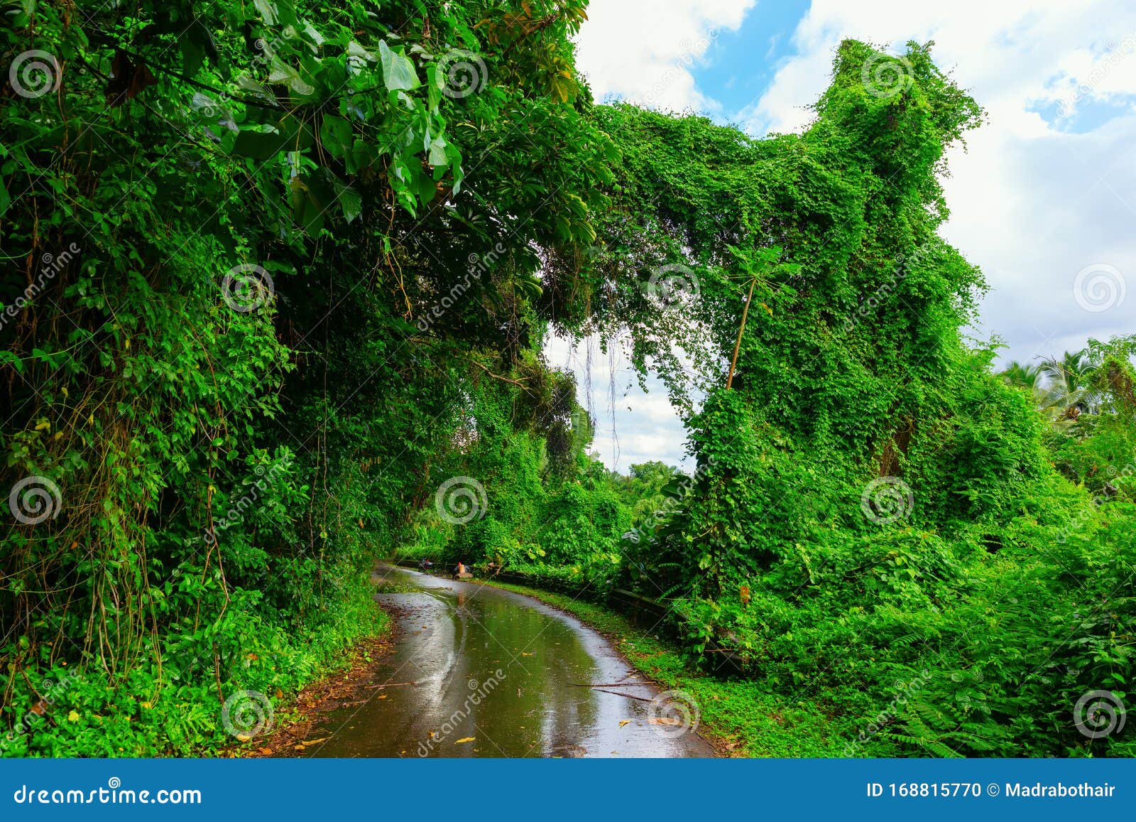 Overgrown Road on Oahu, Hawaii Stock Photo - Image of plants, tropical ...