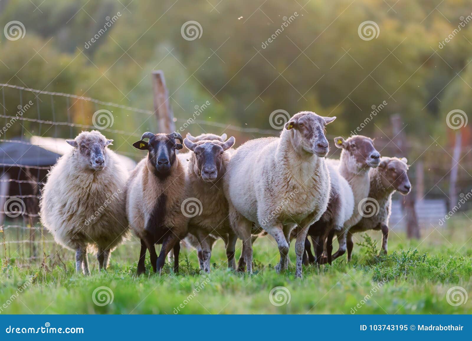 Pack of Sheep with on the Pasture Stock Image - Image of farm, running ...
