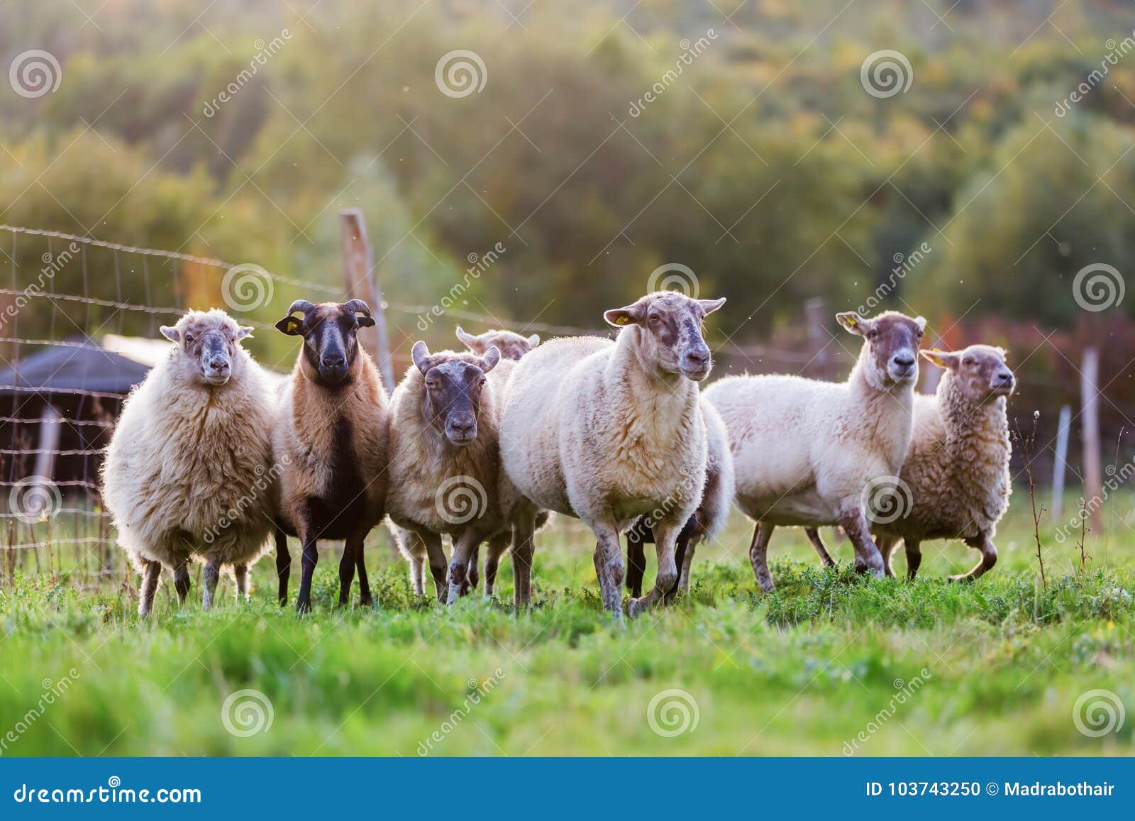 Pack of Sheep with on the Pasture Stock Photo - Image of outdoor, field ...