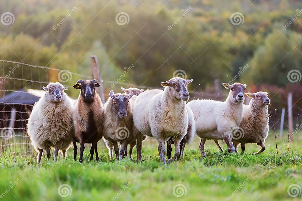 Pack of Sheep with on the Pasture Stock Photo - Image of outdoor, field ...