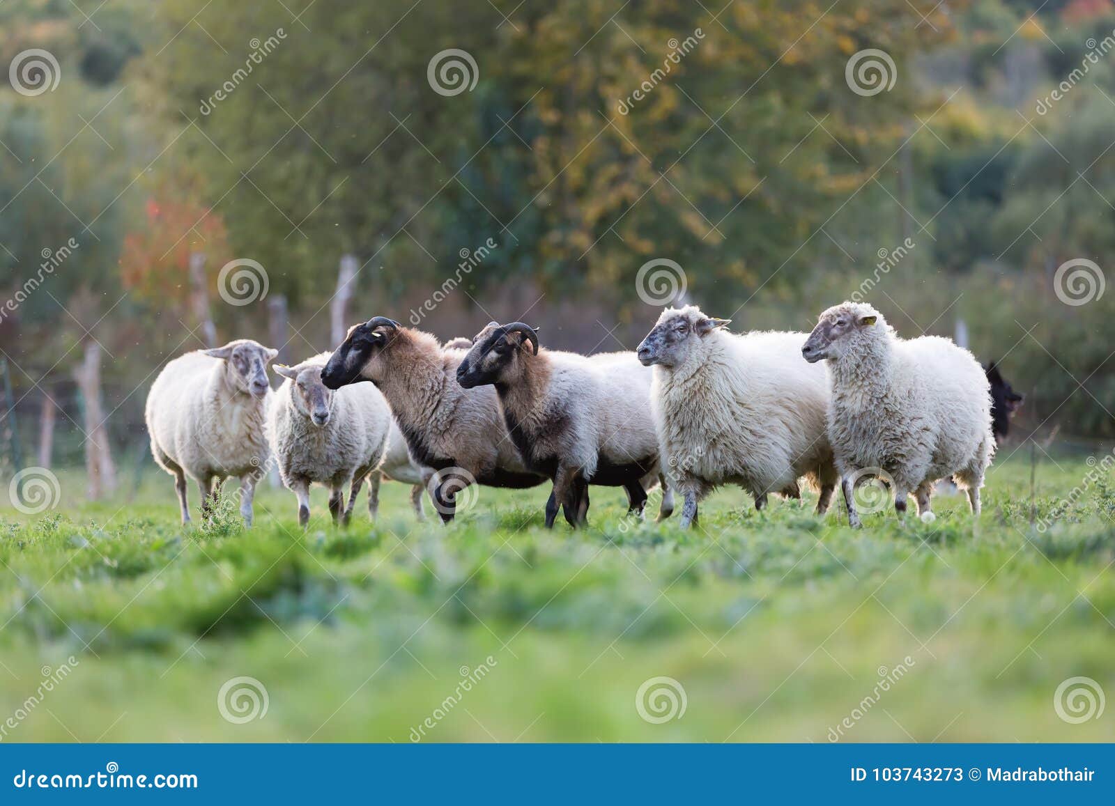 Pack of Sheep with on the Pasture Stock Image - Image of flock, field ...