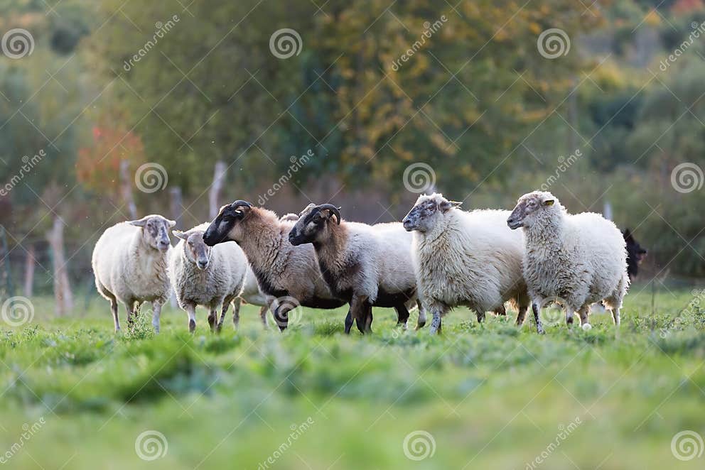 Pack of Sheep with on the Pasture Stock Image - Image of flock, field ...