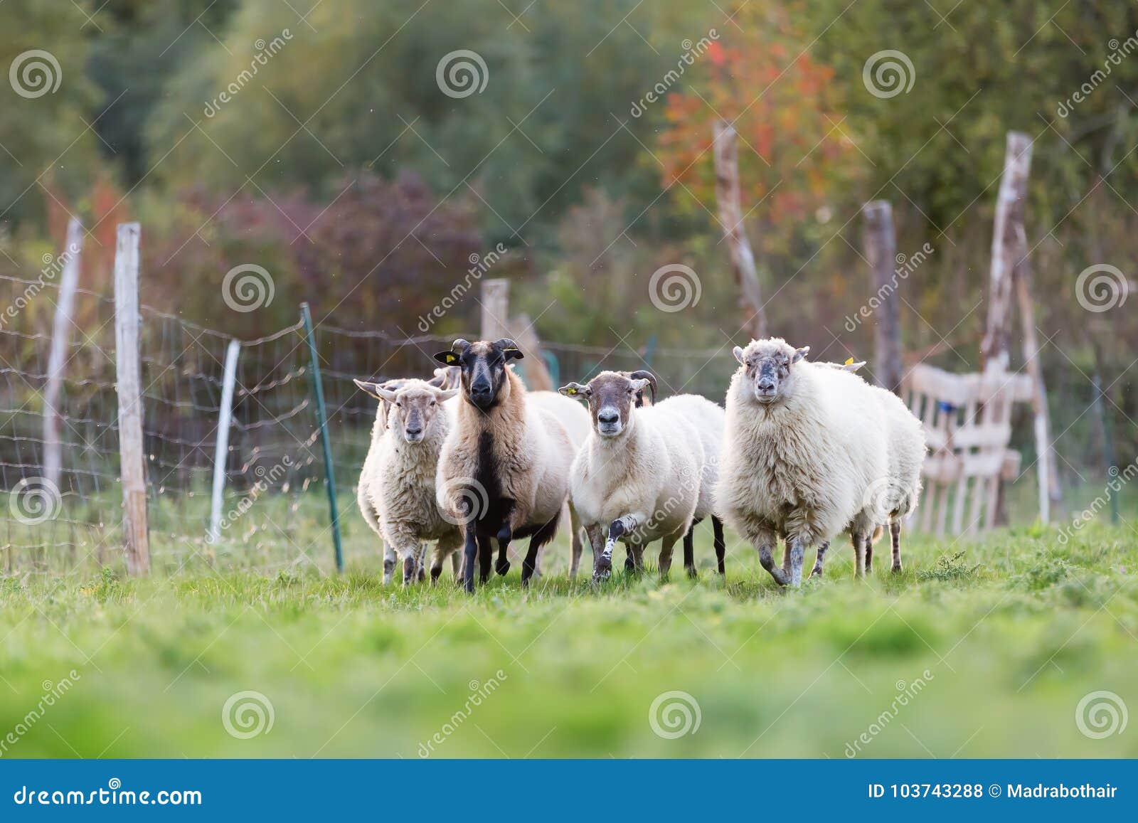 Pack of Sheep with on the Pasture Stock Photo - Image of meadow ...