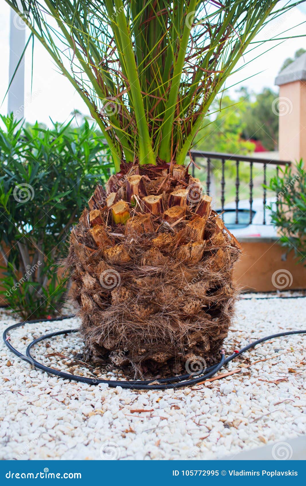 Palm tree in garden stock image. Image of caribbean - 105772995