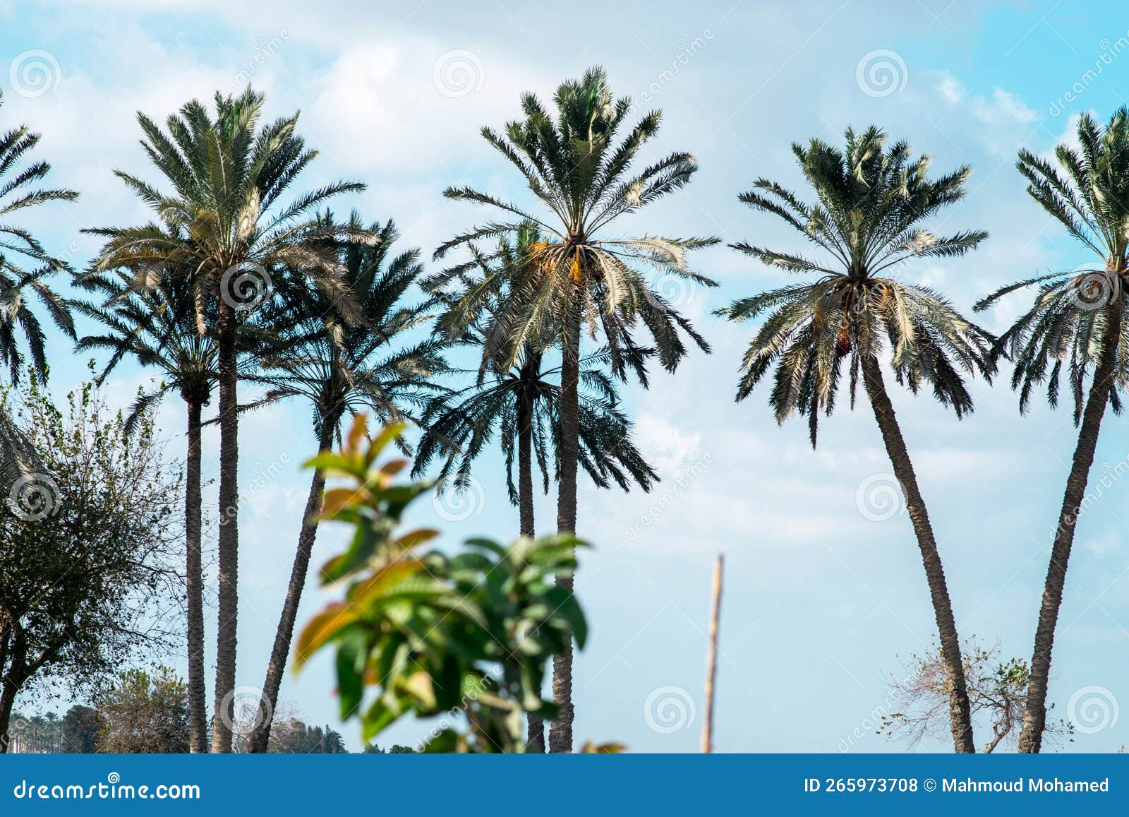 Picture of Palm Trees in the Egyptian Countryside Stock Photo - Image ...