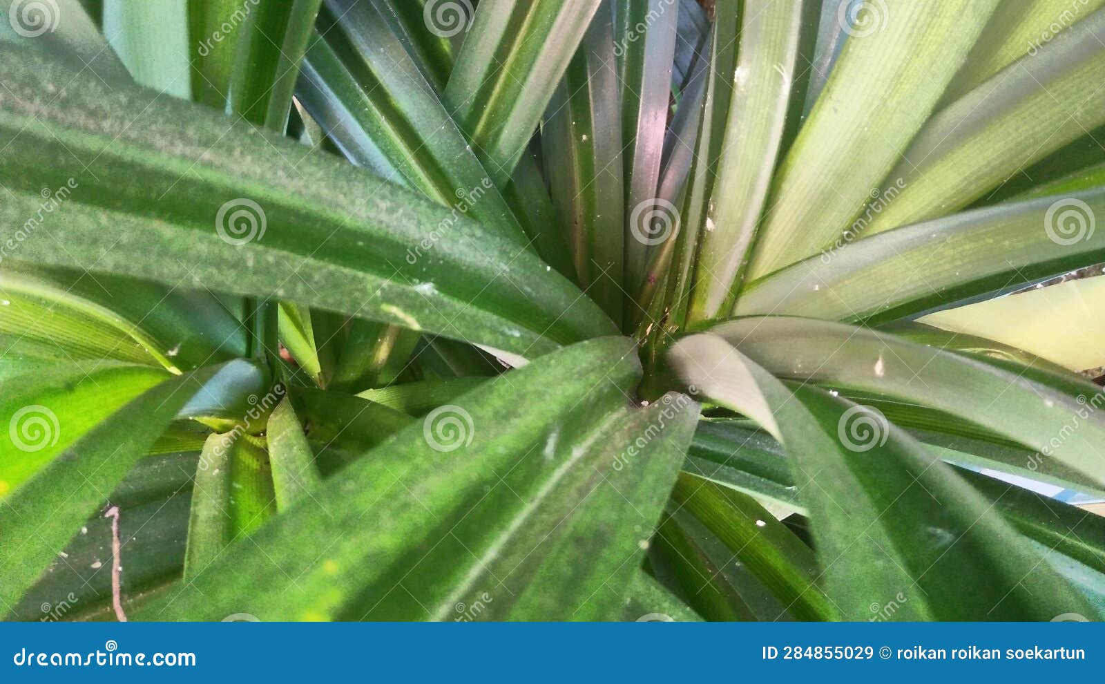 A Picture of a Pandanus Leaf Stock Image - Image of grass, surface ...