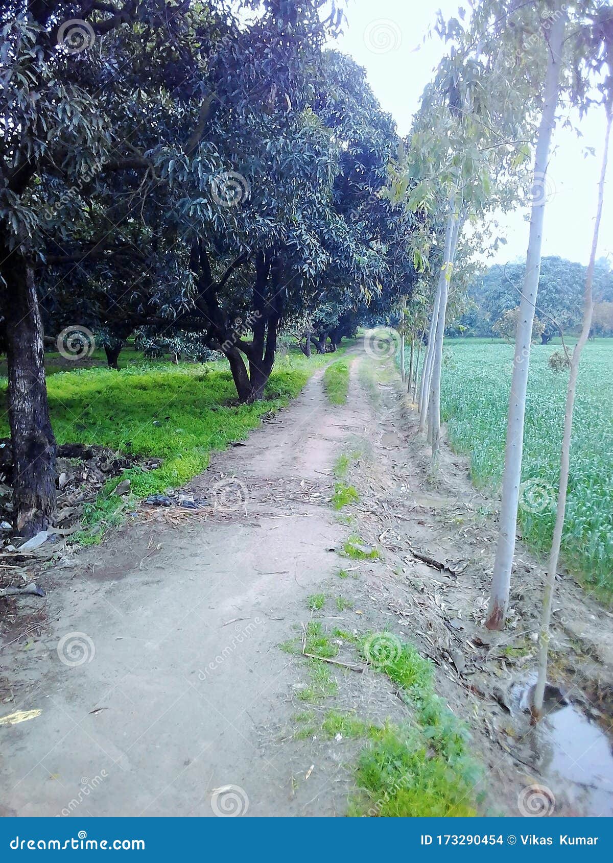 Picture of the Path of the Farm of the Indian Village Stock Photo ...