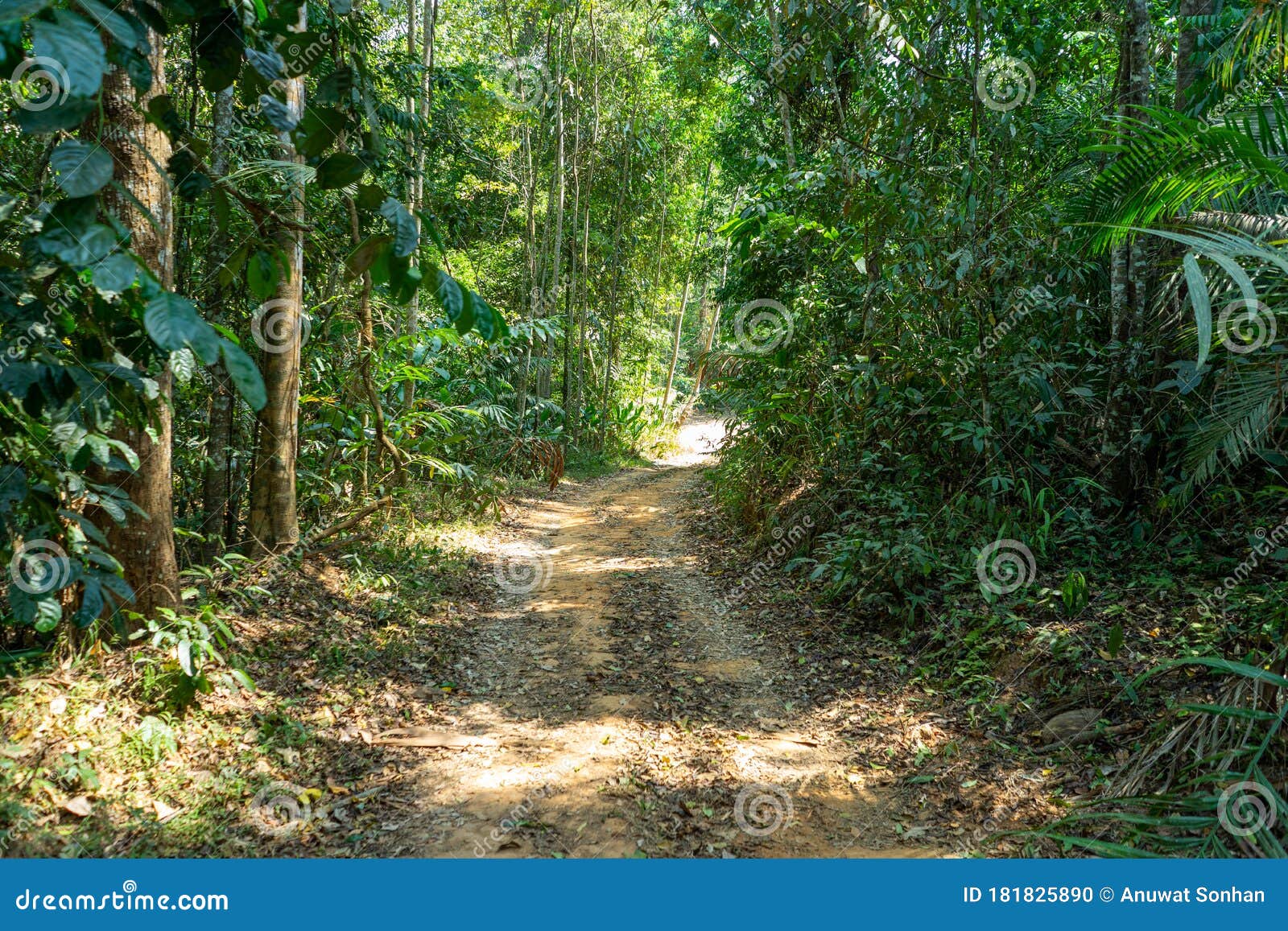 A Picture of a Path in the Overgrown Forest Stock Photo - Image of ...