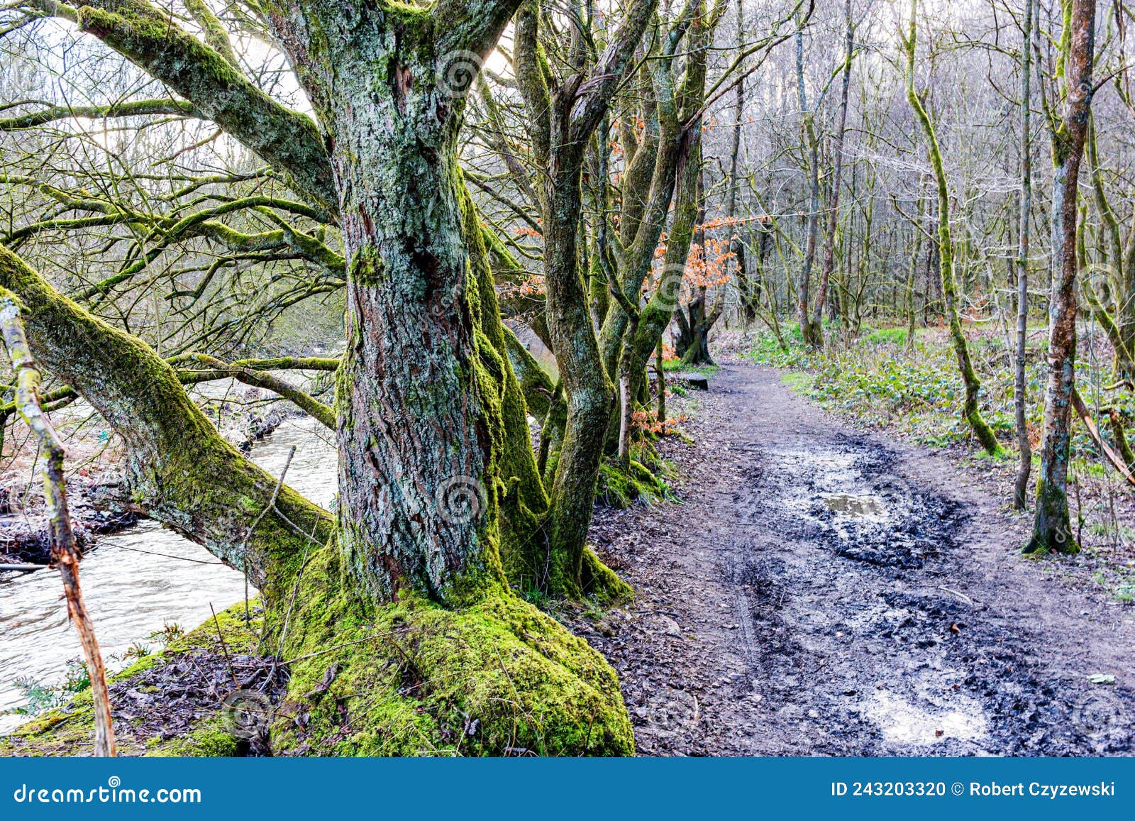 Path by the River Next To Moss-covered Trees Stock Photo - Image of ...