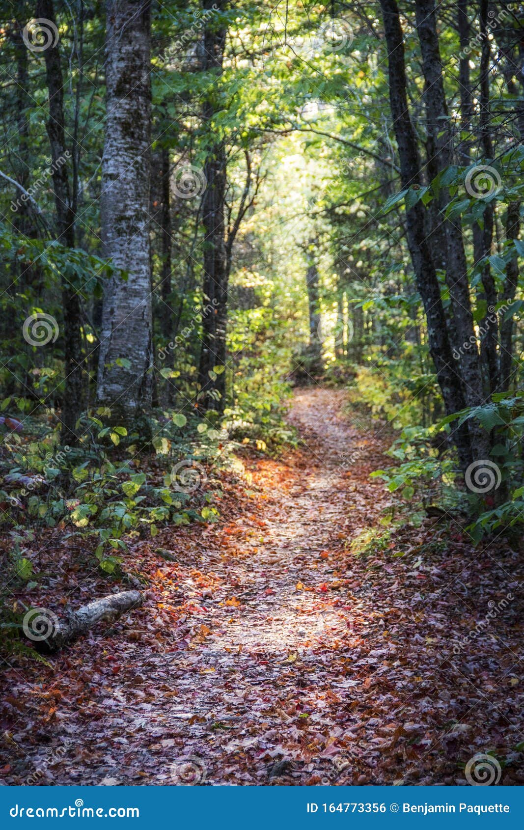 Path through the Woods in the Fall in New England Stock Photo - Image ...