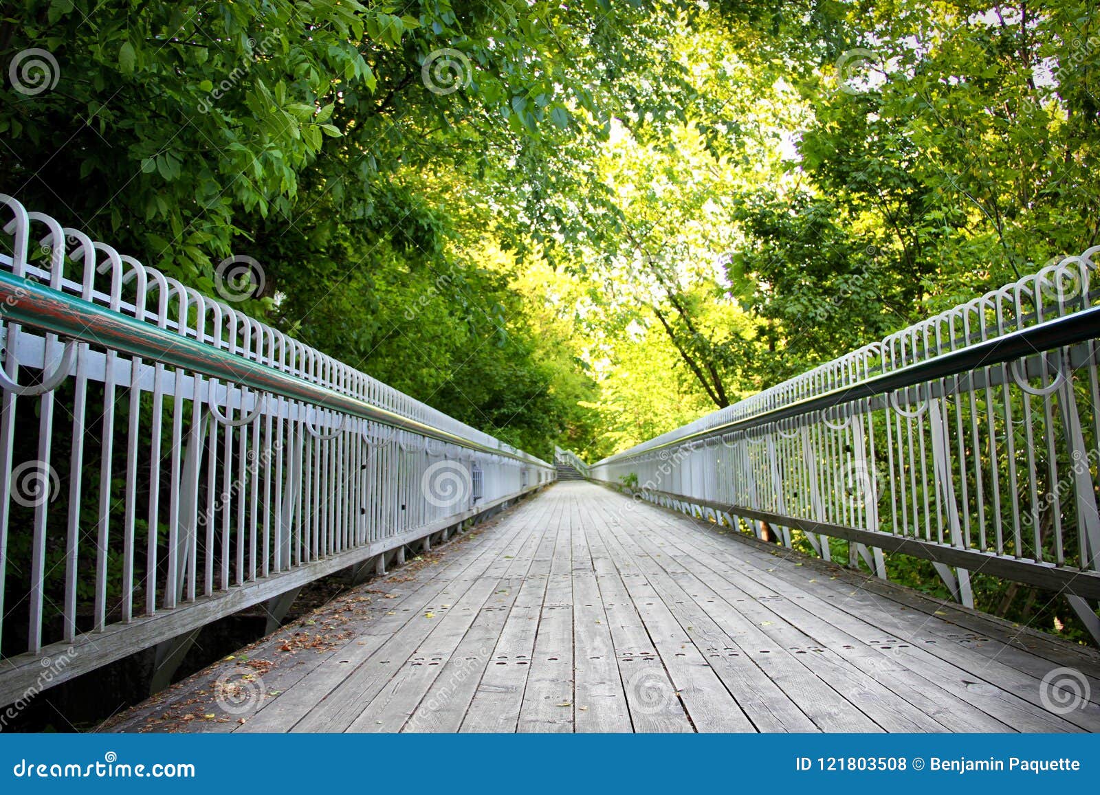 Pathway on a Bridge Going through the Forest Stock Photo - Image of ...