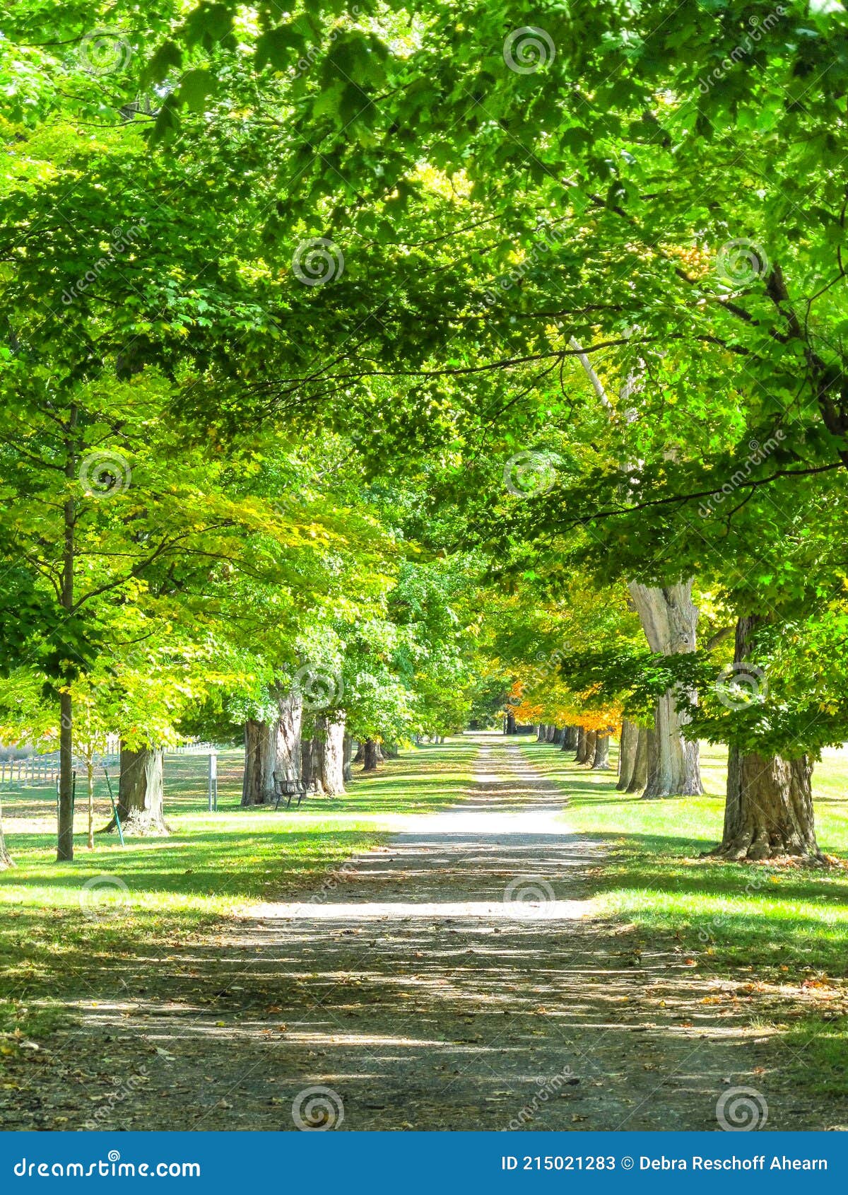 Pathway through the trees stock image. Image of environment - 215021283