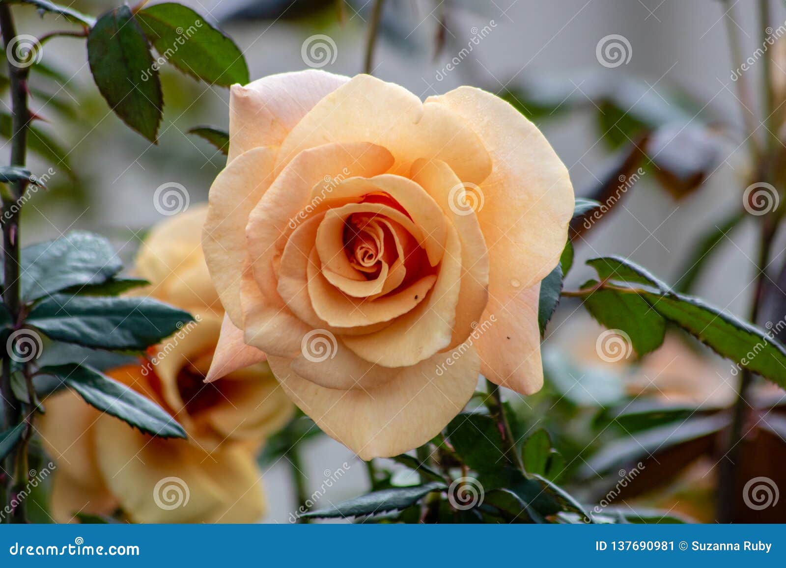 Peach colored rose stock image. Image of fauna, floral - 137690981
