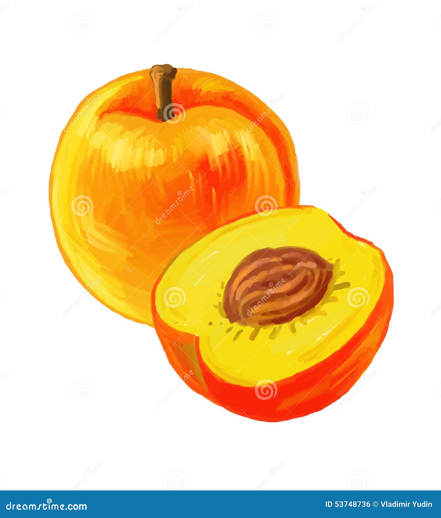 Picture of peaches stock vector. Illustration of drawn - 53748736