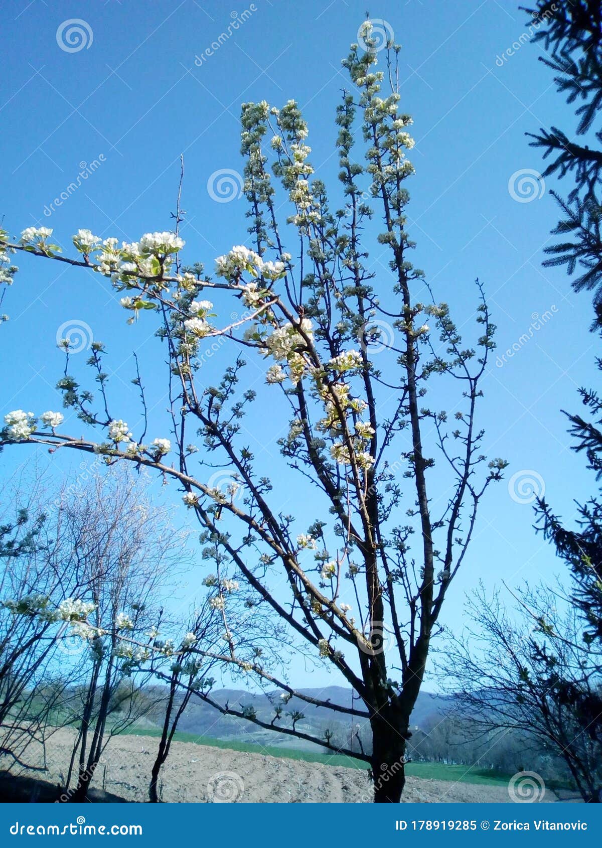 Pear Tree with Flowers in Spring Stock Image - Image of frost, spring ...