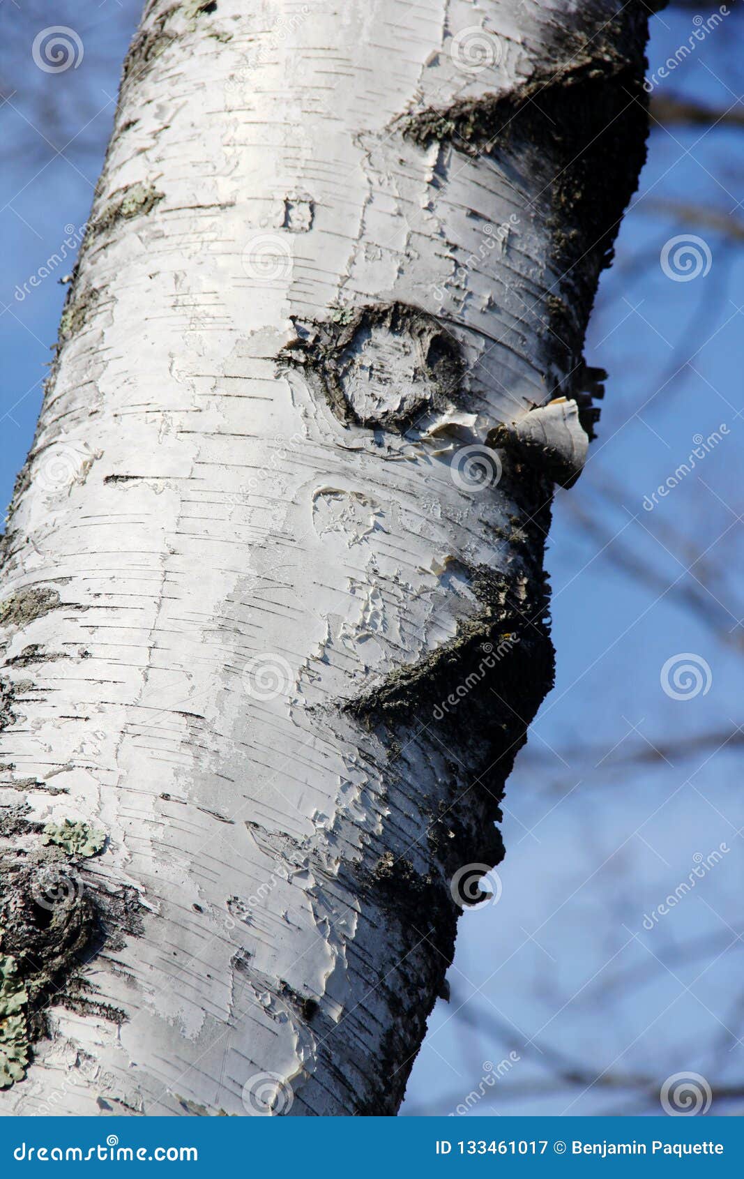 Peeling Bark of a Birch Tree in Winter Stock Image - Image of woods ...