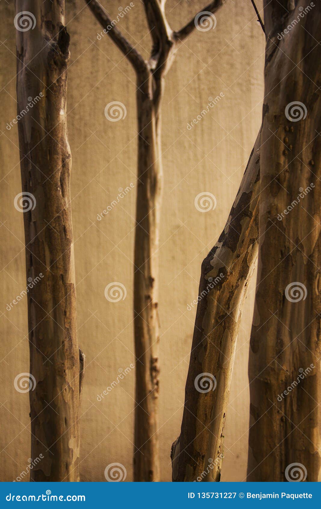 Peeling Tree Bark on Group of Trees Stock Image - Image of texture ...