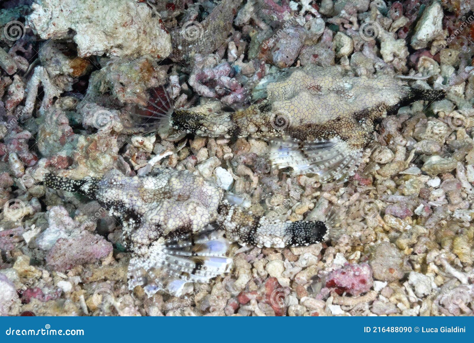 A Picture of a Pegasus Fish Stock Photo - Image of mauritius, aquatic ...