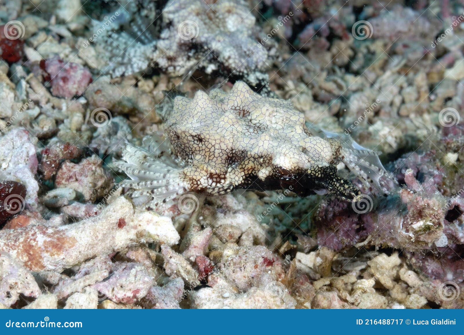 A Picture of a Pegasus Fish Stock Image - Image of macro, colorful ...