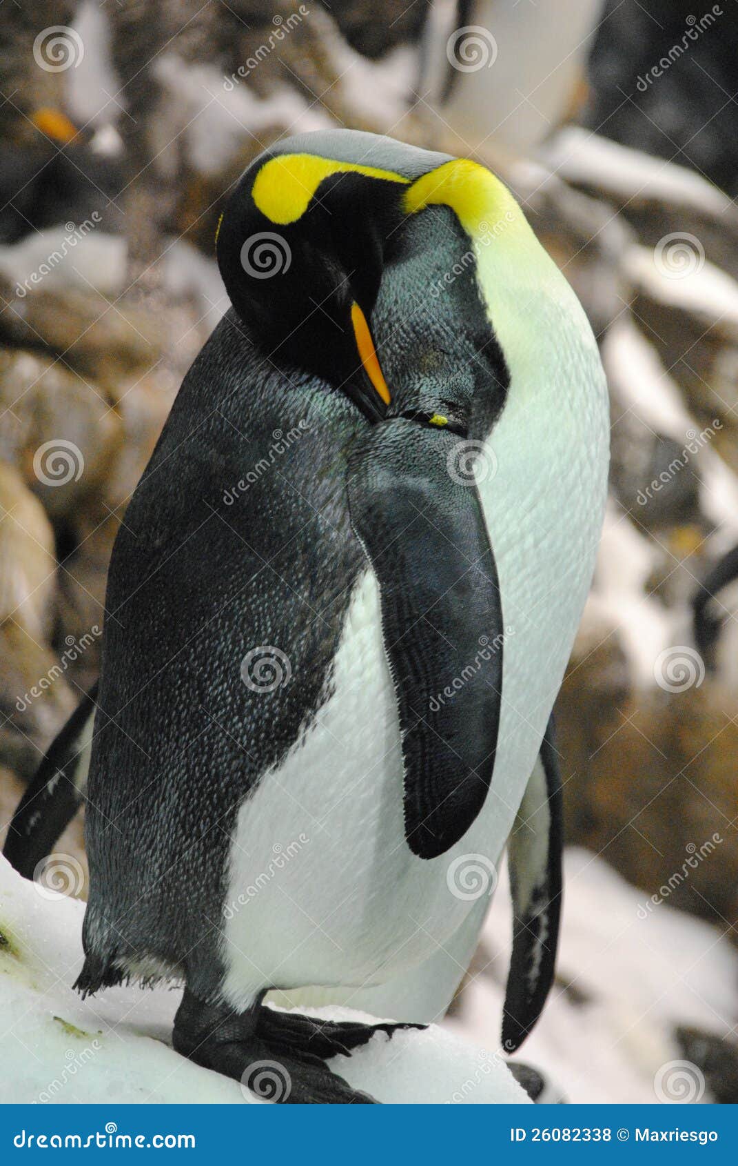 Picture of a Penguin Preening Wing Stock Photo - Image of white ...