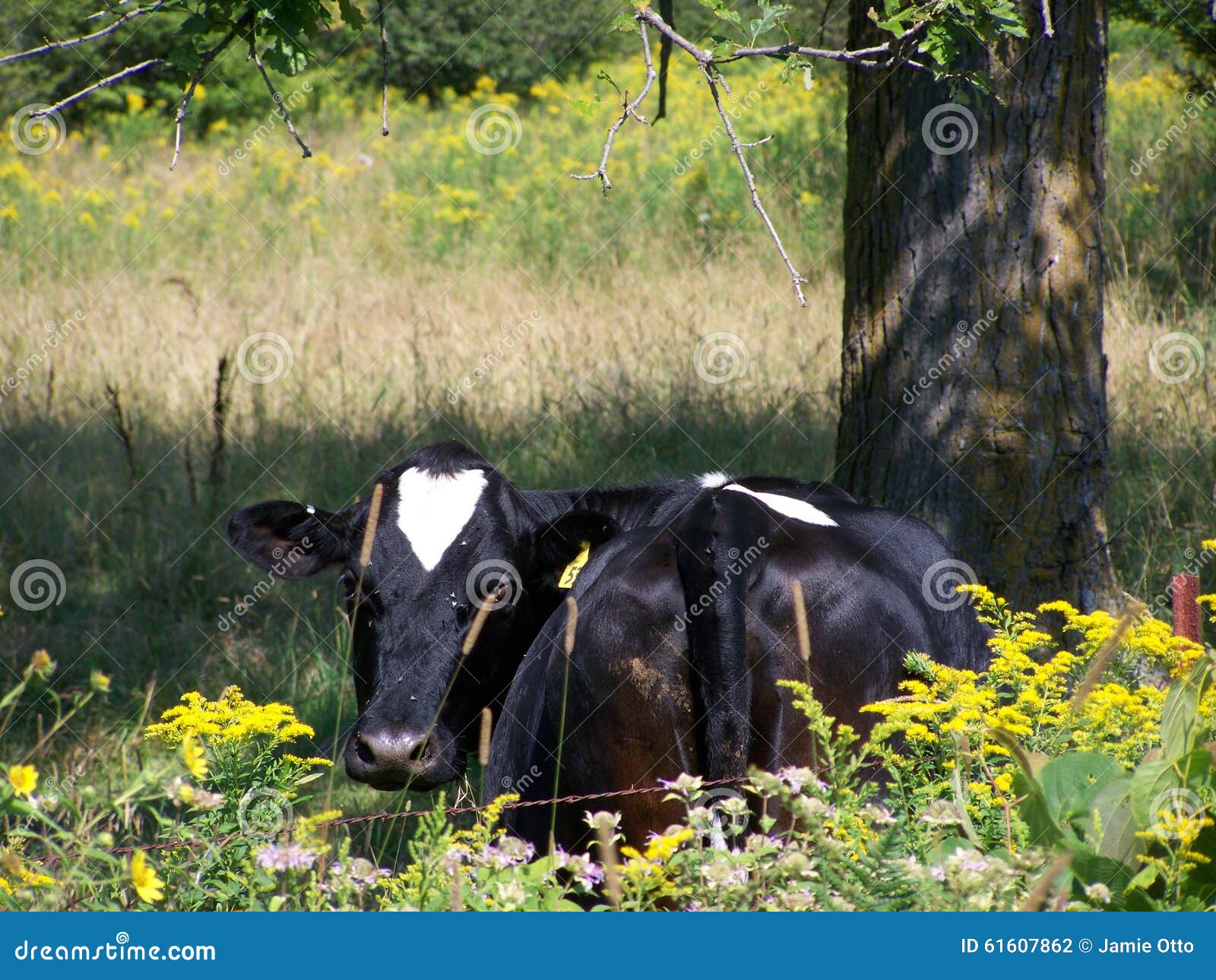 Picture perfect Holstein stock photo. Image of agriculture - 61607862