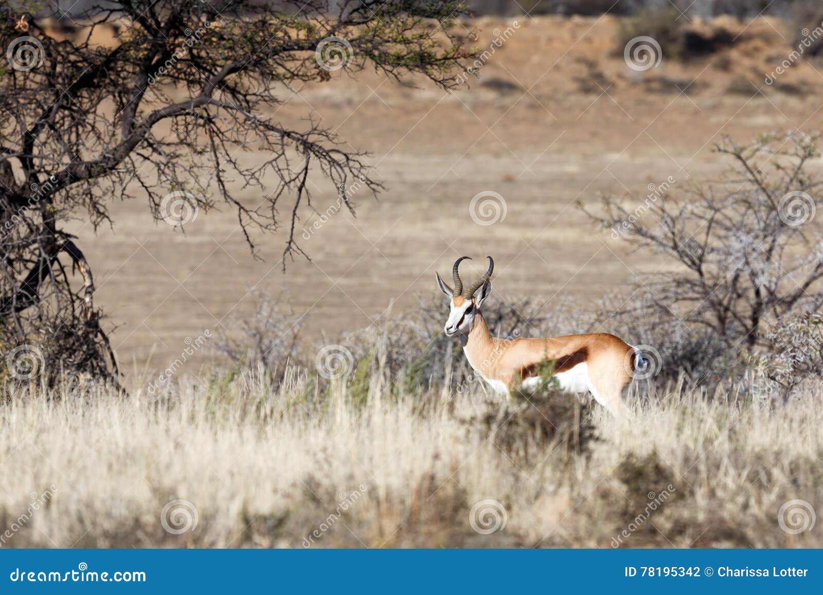Picture Perfect Springbok in the Field Stock Photo - Image of ...