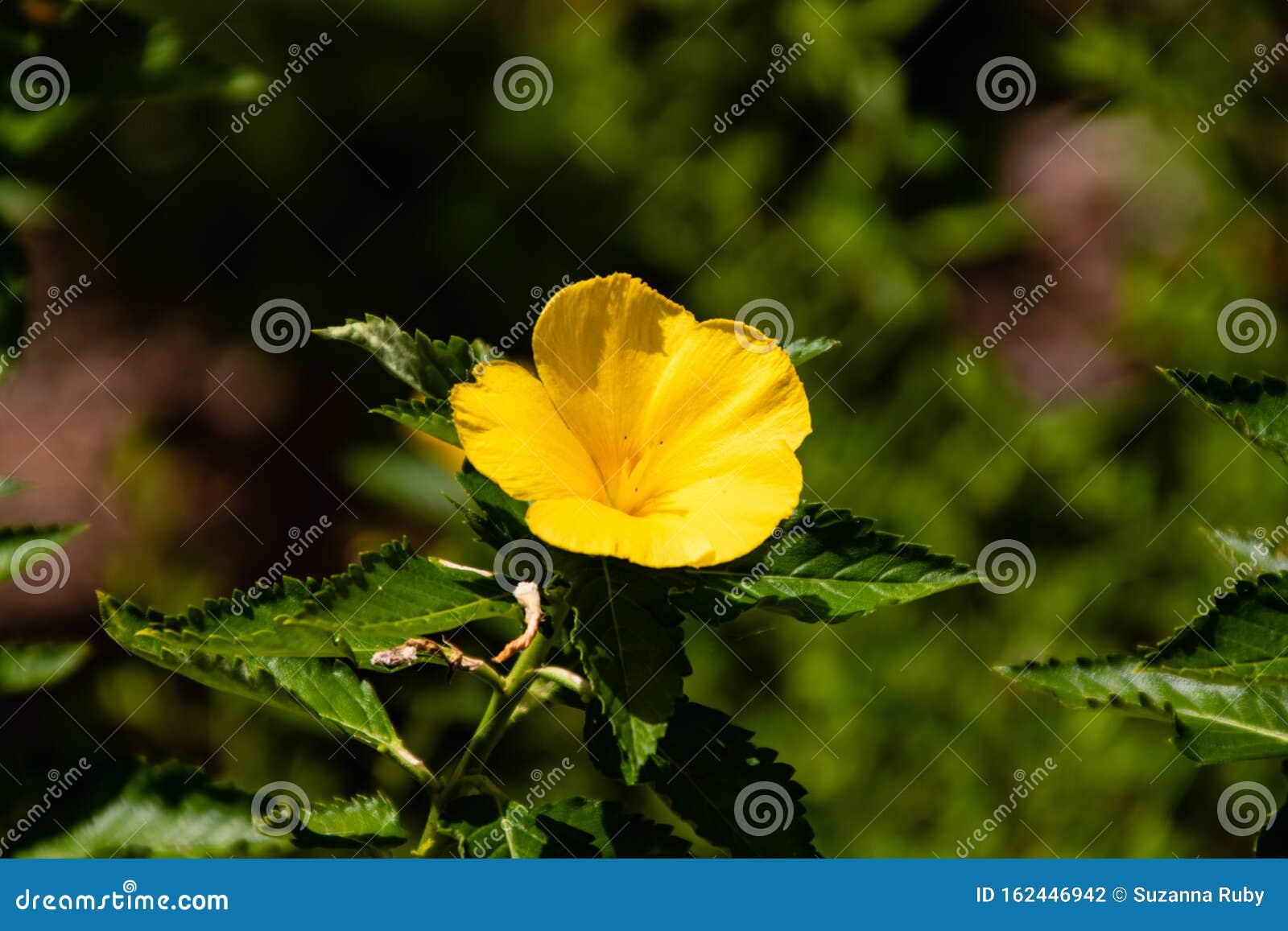 Peruvian primrose stock photo. Image of botany, petal - 162446942
