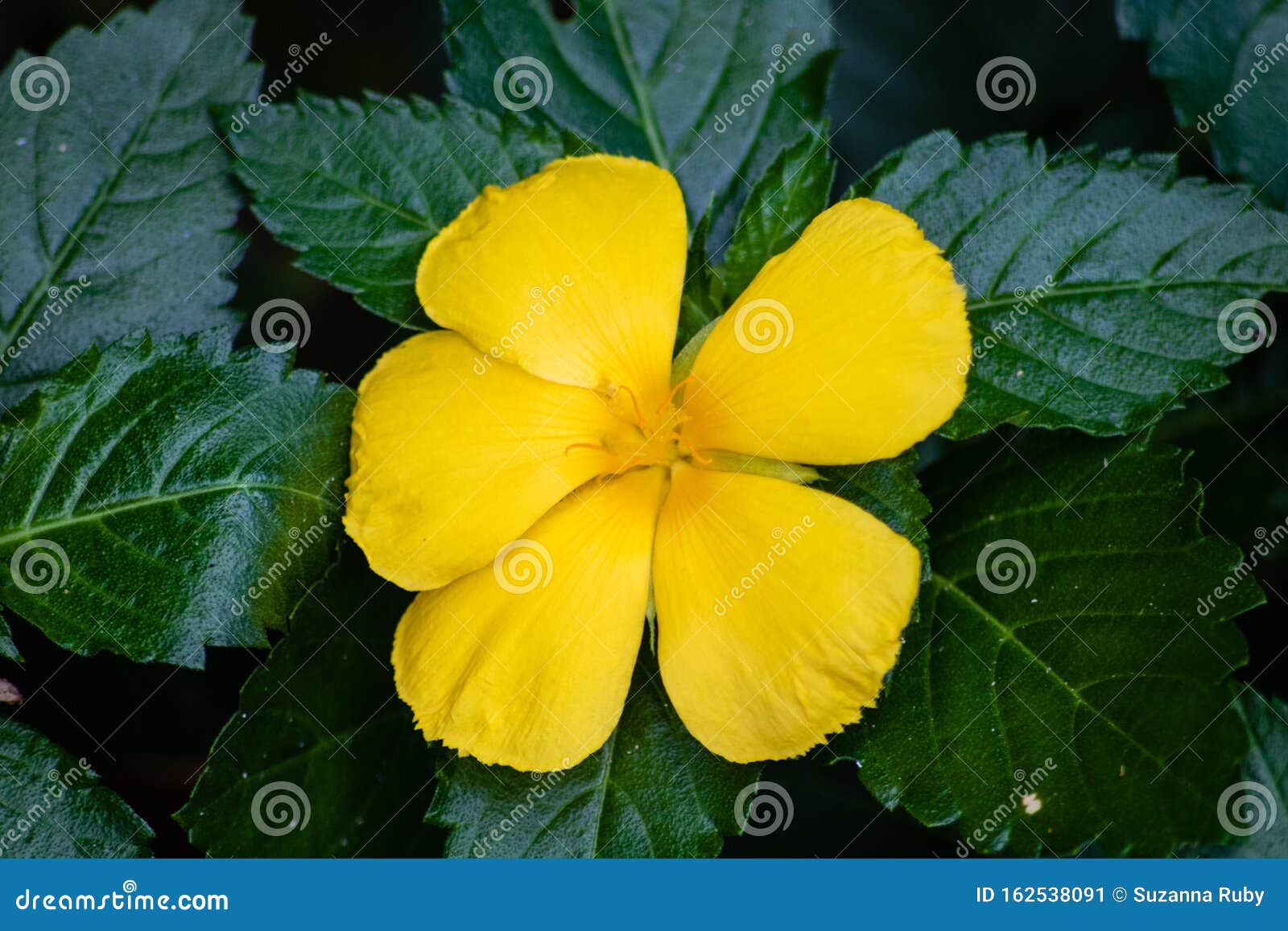 Peruvian Primrose, Or Ludwigia Peruviana Royalty-Free Stock Image ...