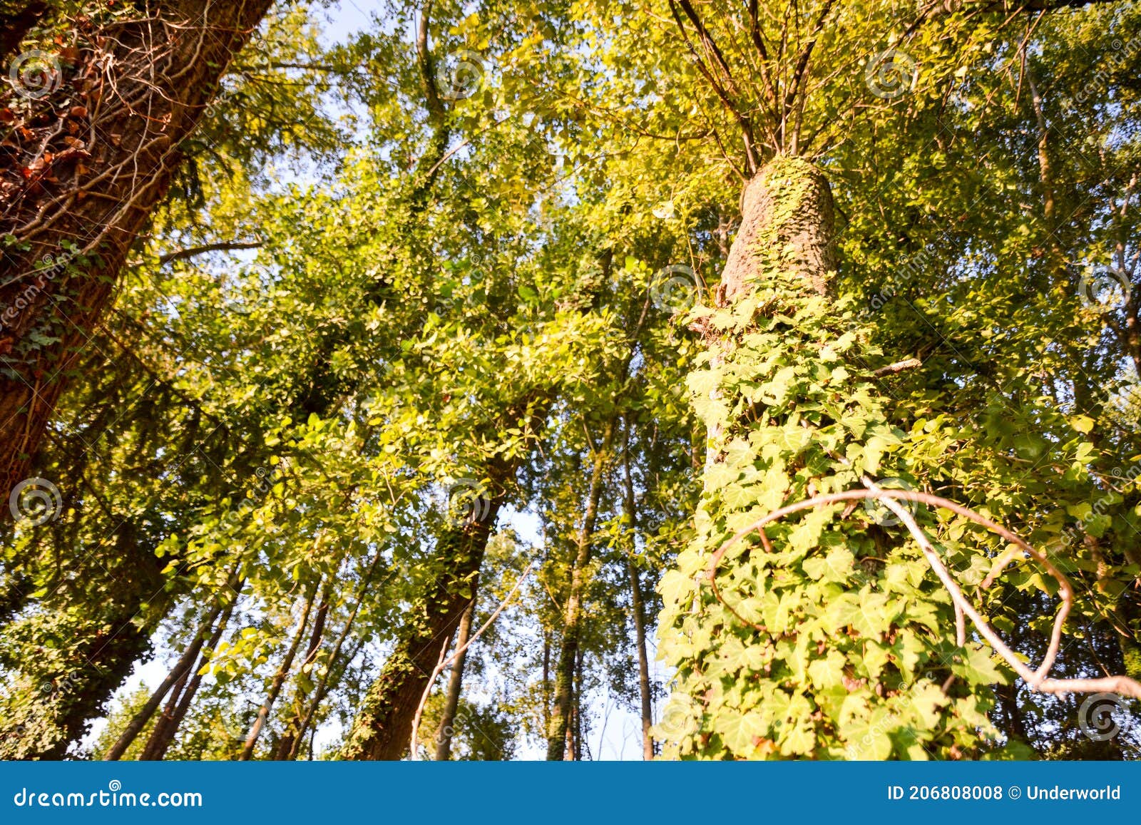 Pine Tree View stock photo. Image of background, trunk - 206808008