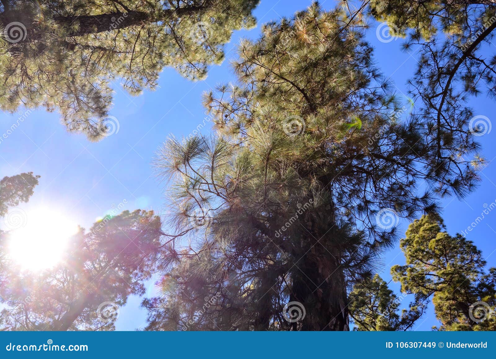 Pine Tree View stock image. Image of summer, green, nature - 106307449