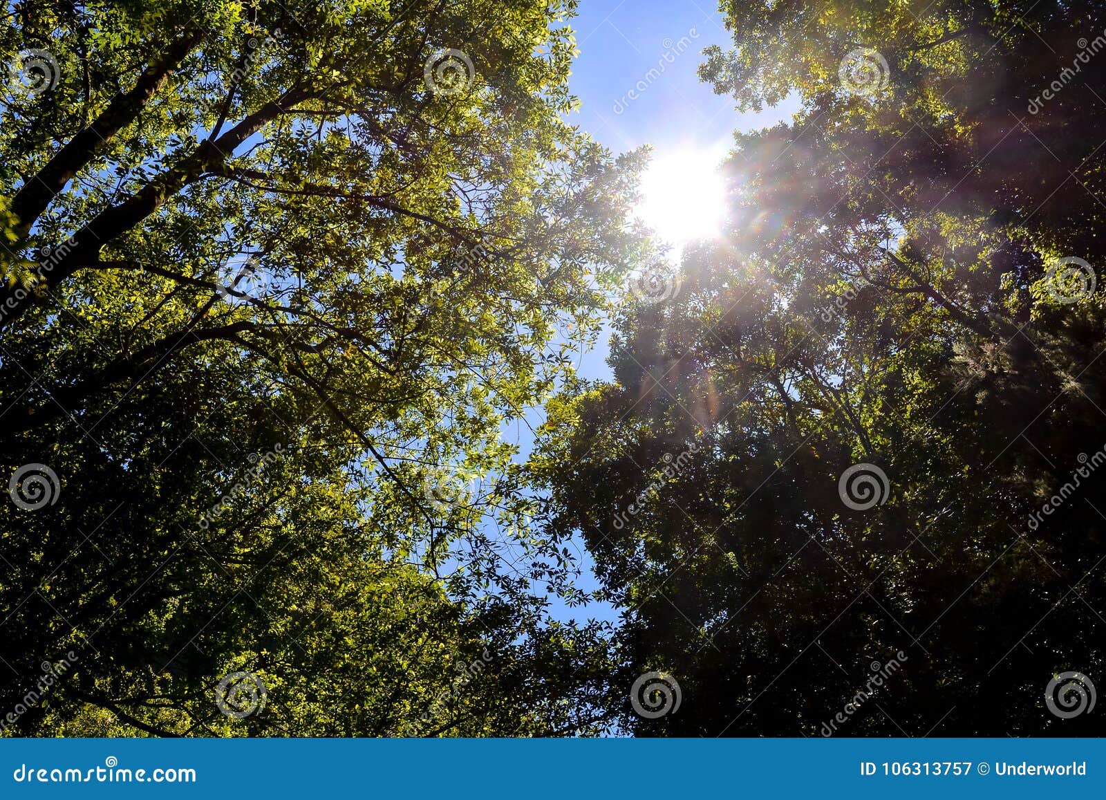 Pine Tree View stock image. Image of pine, trunk, nature - 106313757