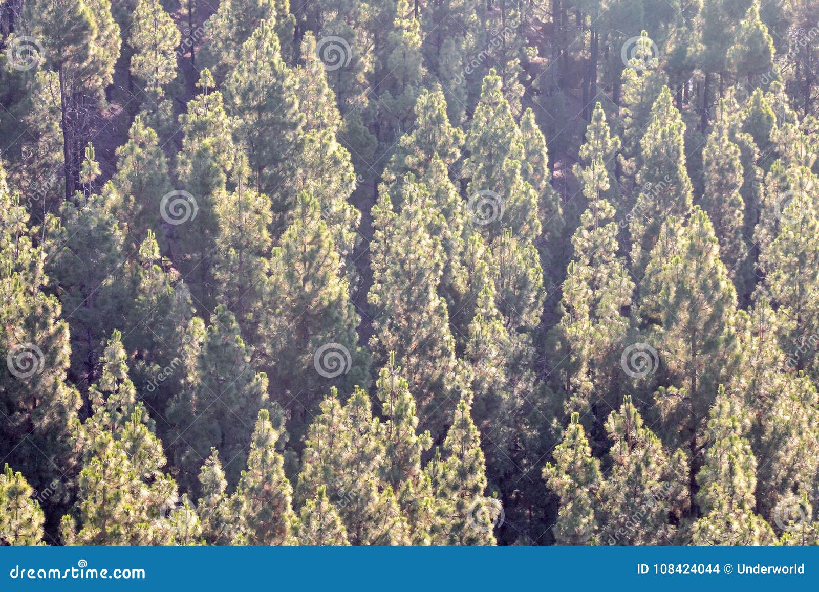 Pine Tree View stock photo. Image of high, park, pine - 108424044