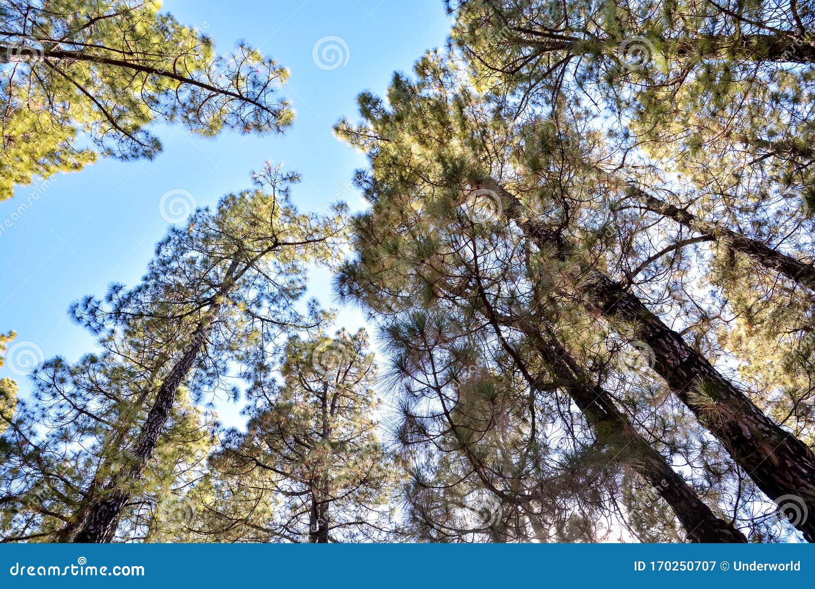 Pine Tree View stock image. Image of bottom, forest - 170250707