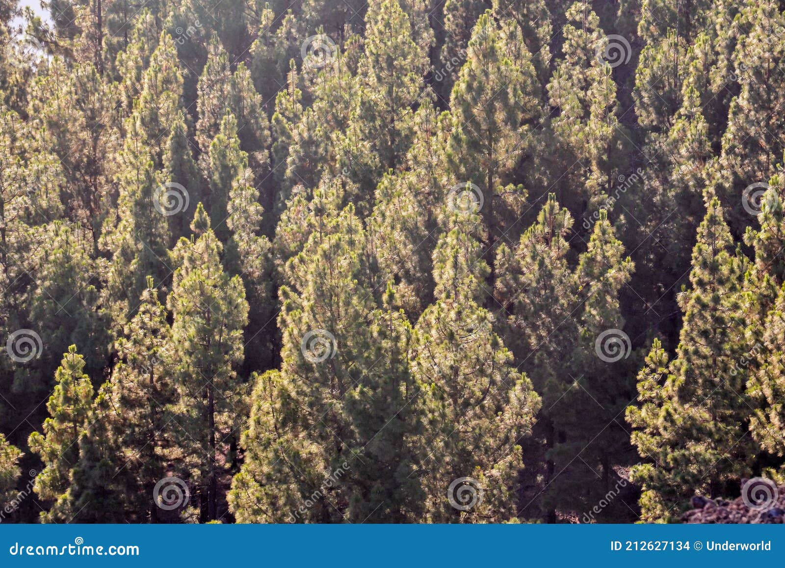 Pine Tree View stock photo. Image of tall, high, looking - 212627134