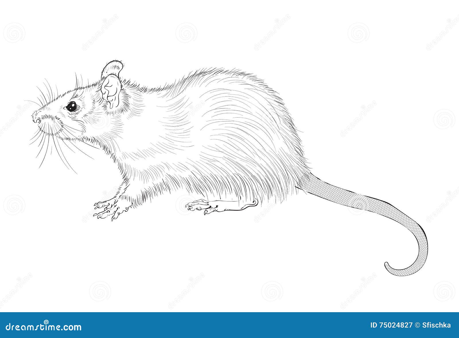 Picture picture of rat ink stock vector. Illustration of mammal - 75024827