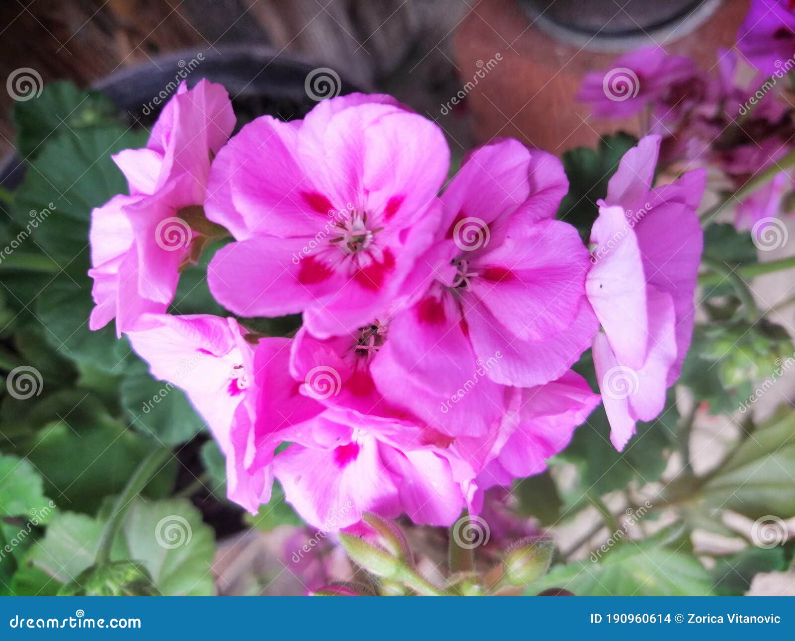 Pink flower in nature stock photo. Image of flower, nature - 190960614