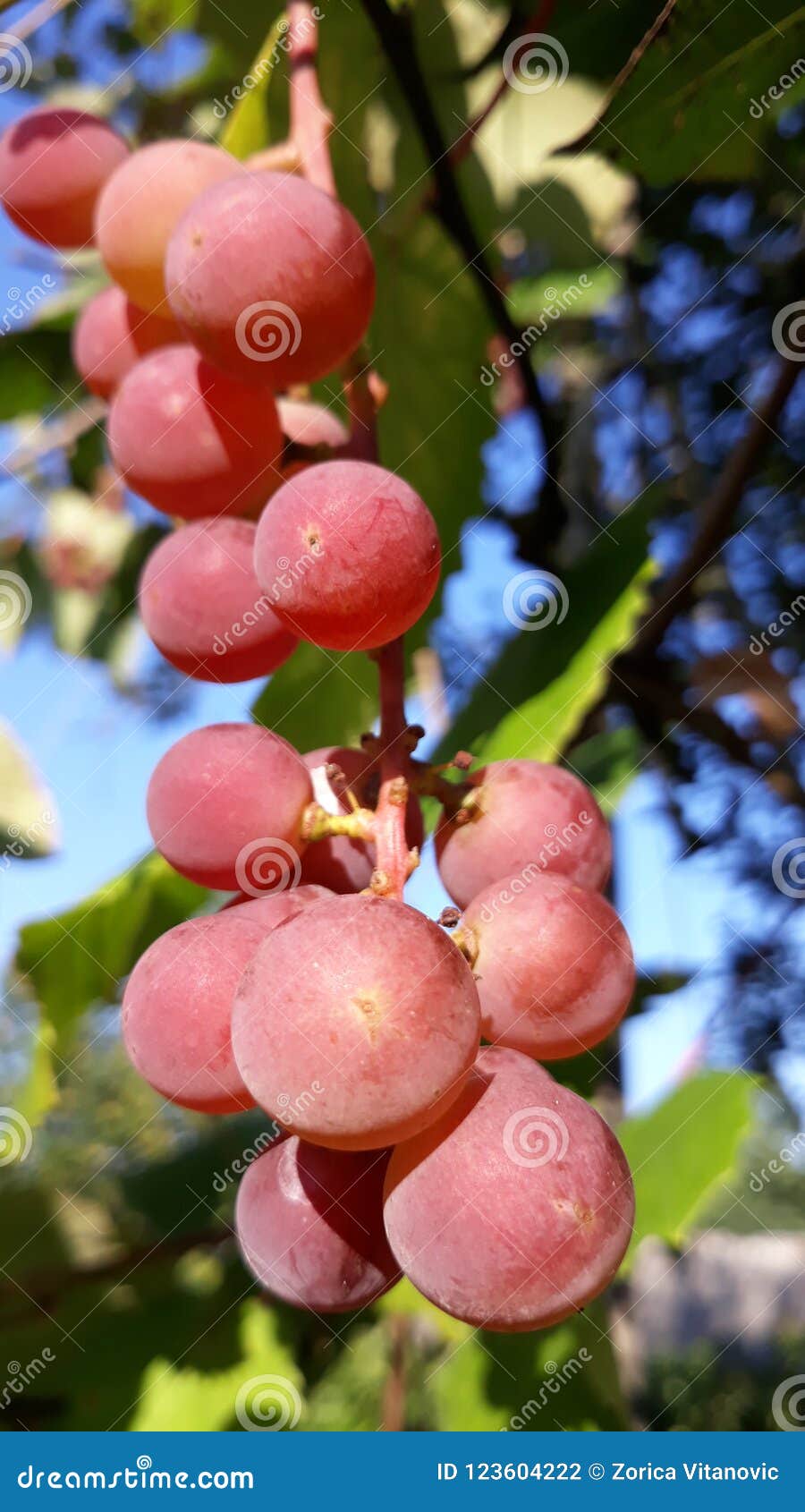 Pink grape stock photo. Image of grape, sunny, pink - 123604222