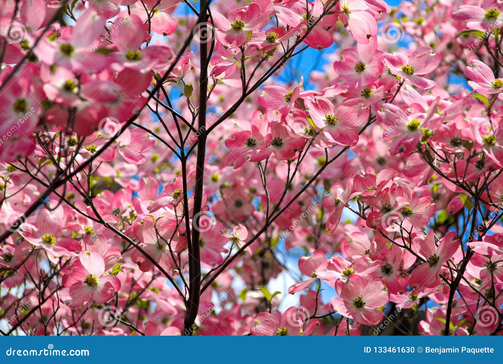 Pink Tree Blossoms in the Spring Stock Photo - Image of blue, spring ...