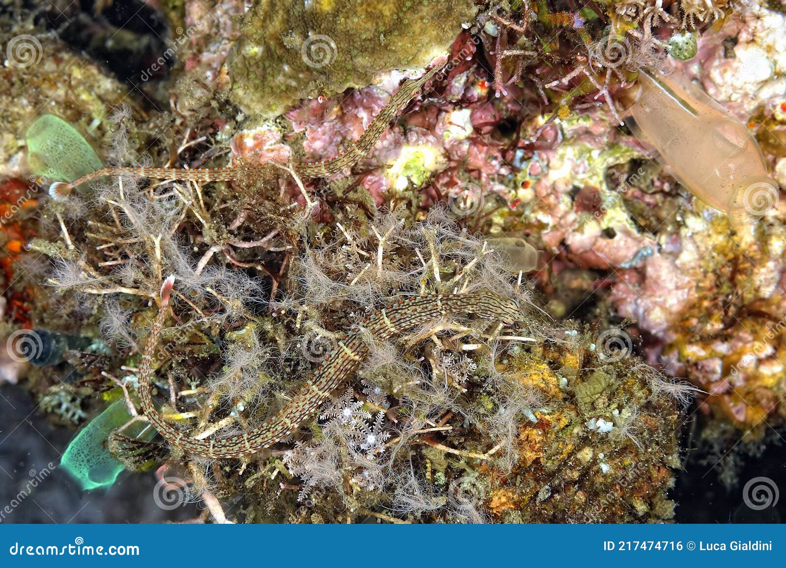 A picture of a pipefish stock photo. Image of nature - 217474716