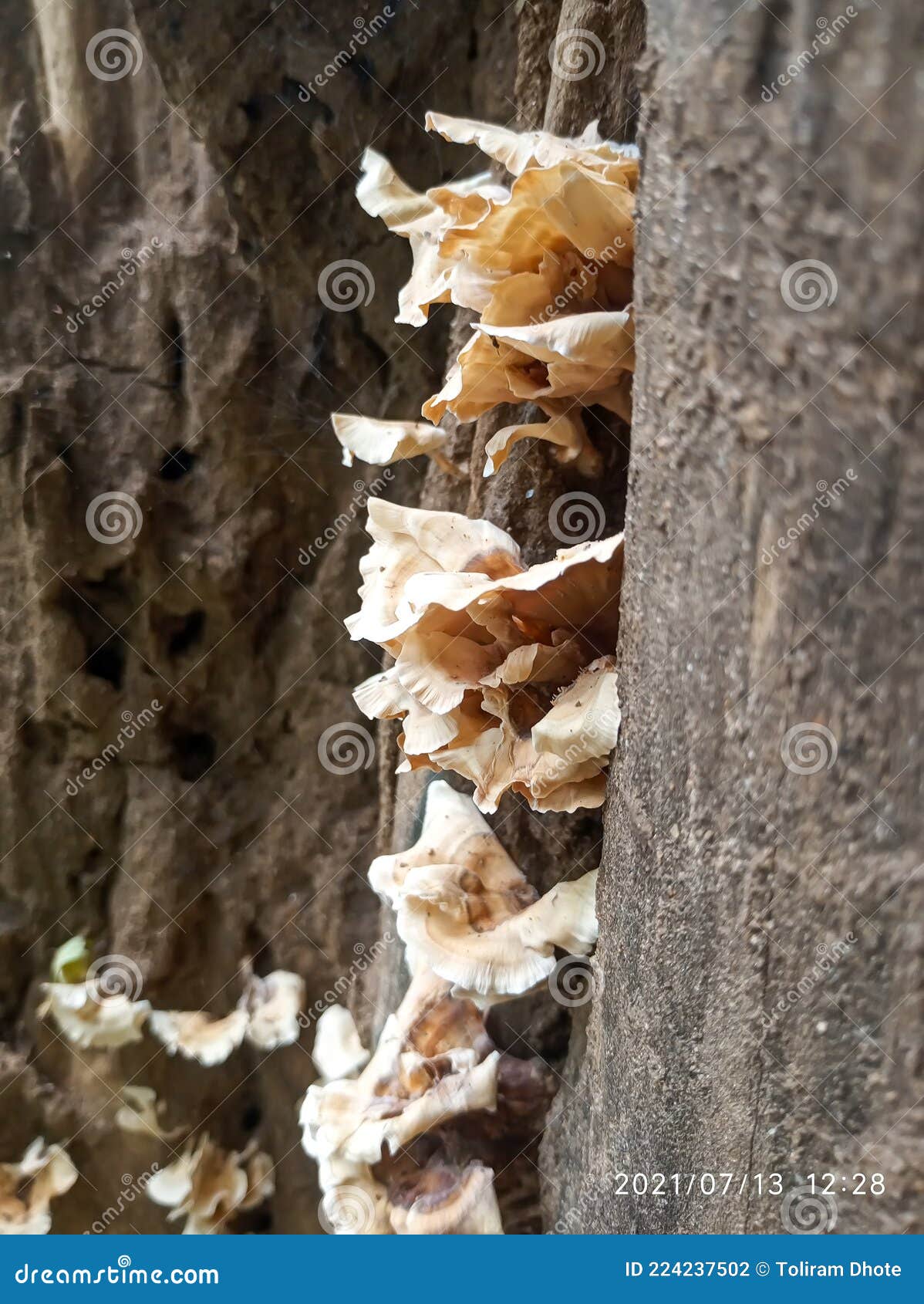 Podoscypha Stock Photos - Free & Royalty-Free Stock Photos from Dreamstime