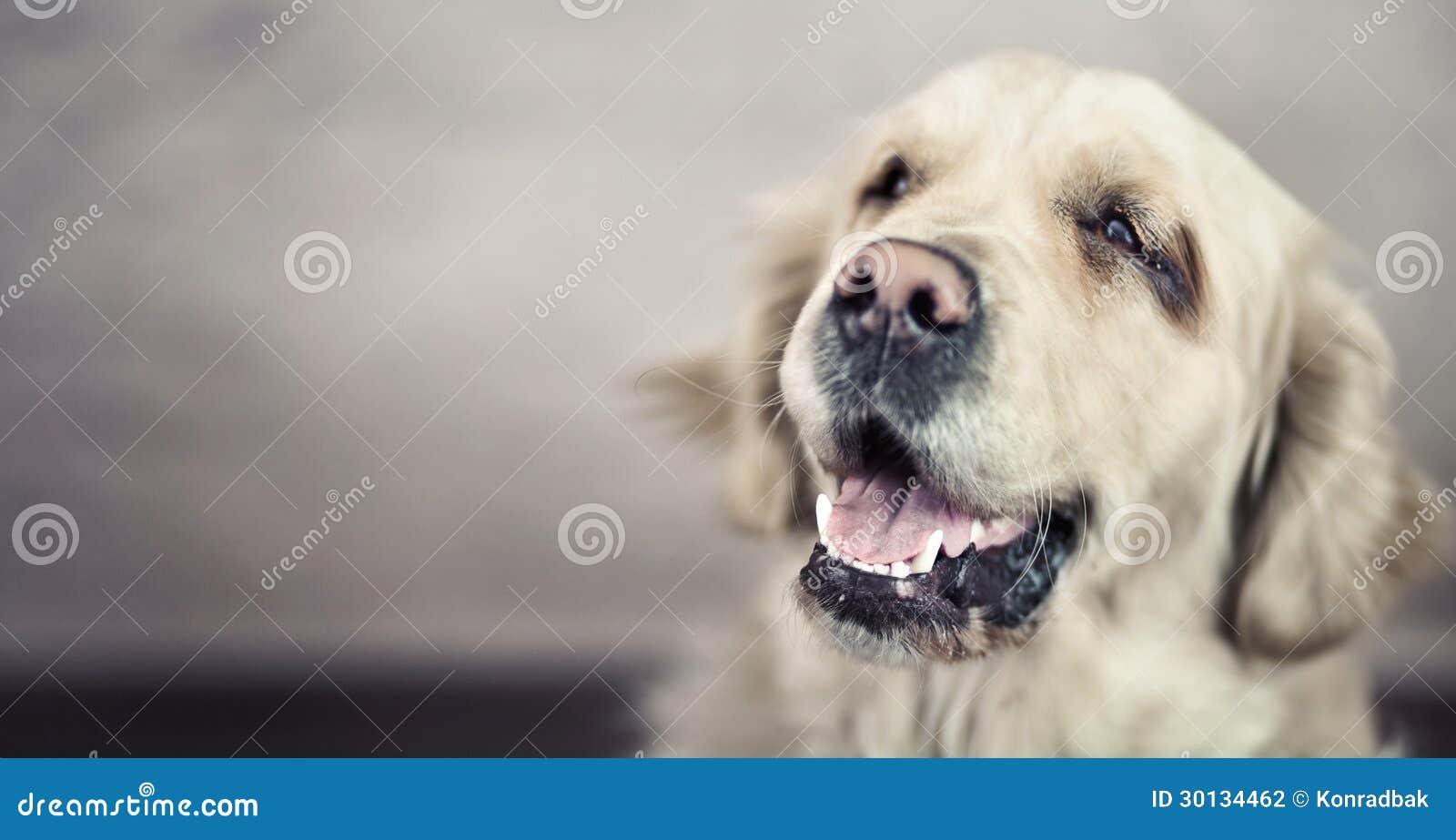Picture Presenting Friendly Nice Dog Stock Photo - Image of attentive ...