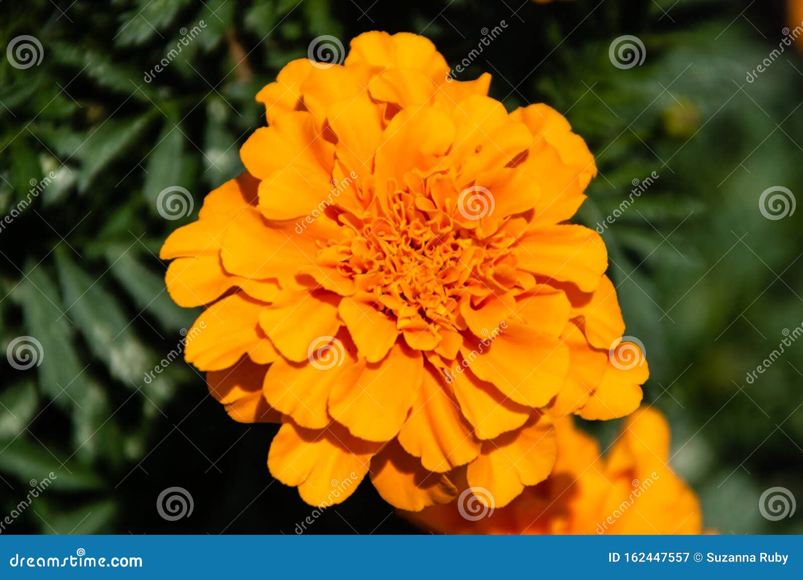 Marigold stock image. Image of pretty, nature, flowers - 162447557