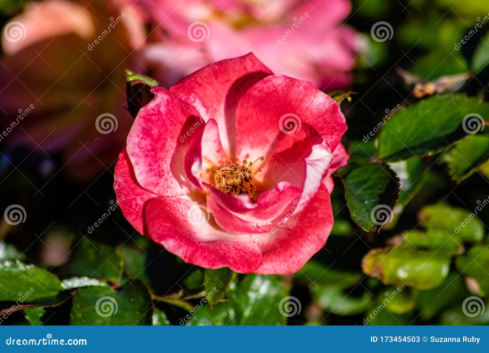 Pink rose stock image. Image of natural, petal, nature - 173454503