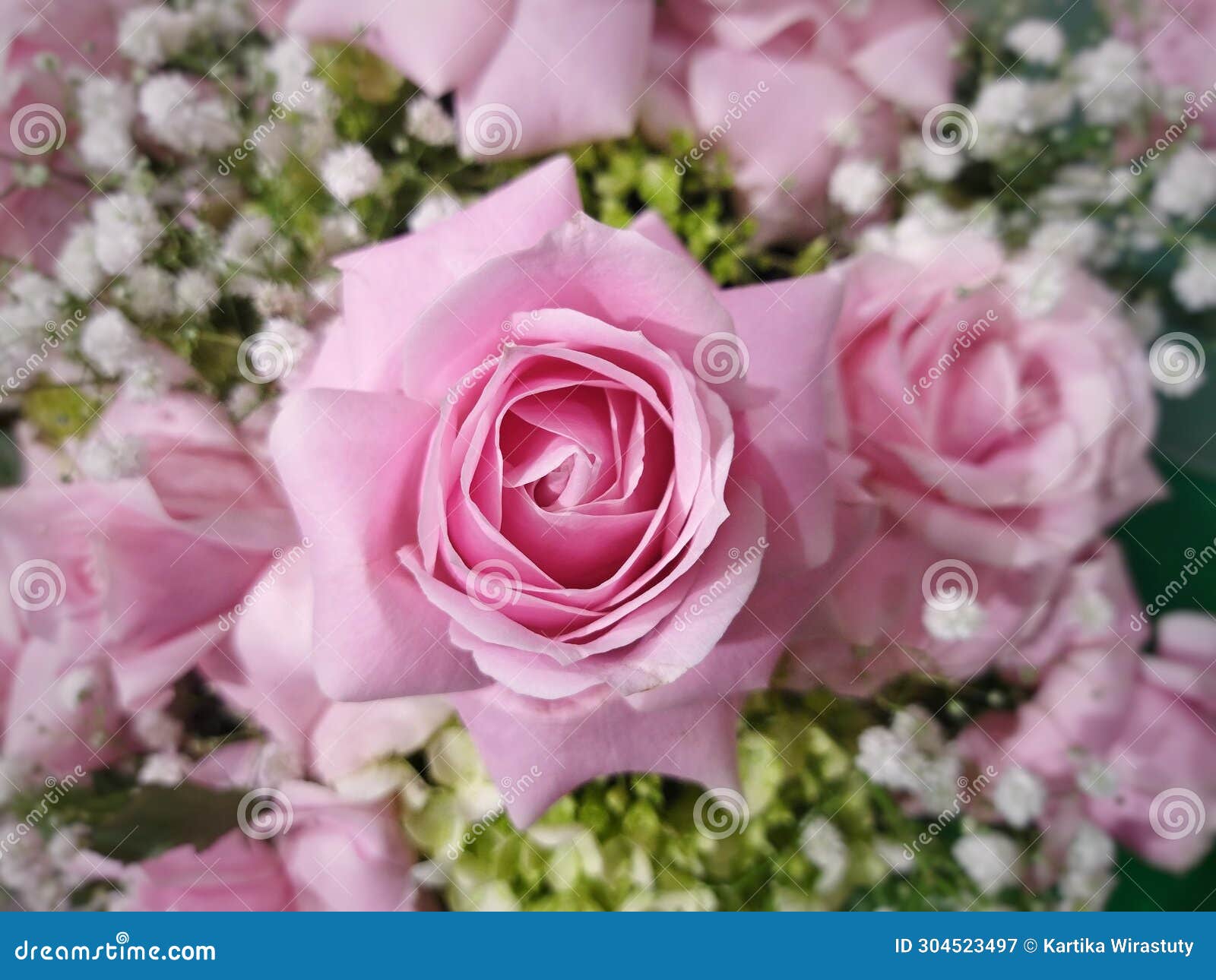 A Picture of Pretty Pink Roses Stock Image - Image of nature, freshness ...