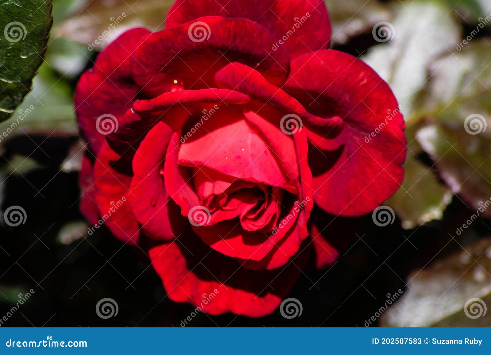 Pretty red rose stock image. Image of garden, botany - 202507583