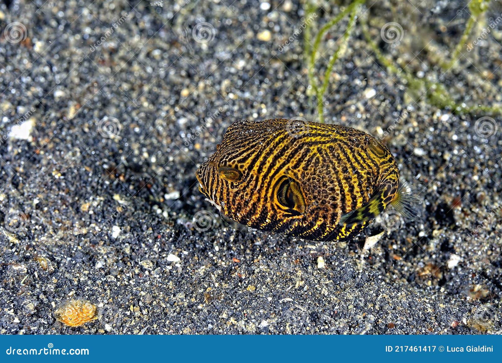 A picture of a puffer fish stock image. Image of marin - 217461417