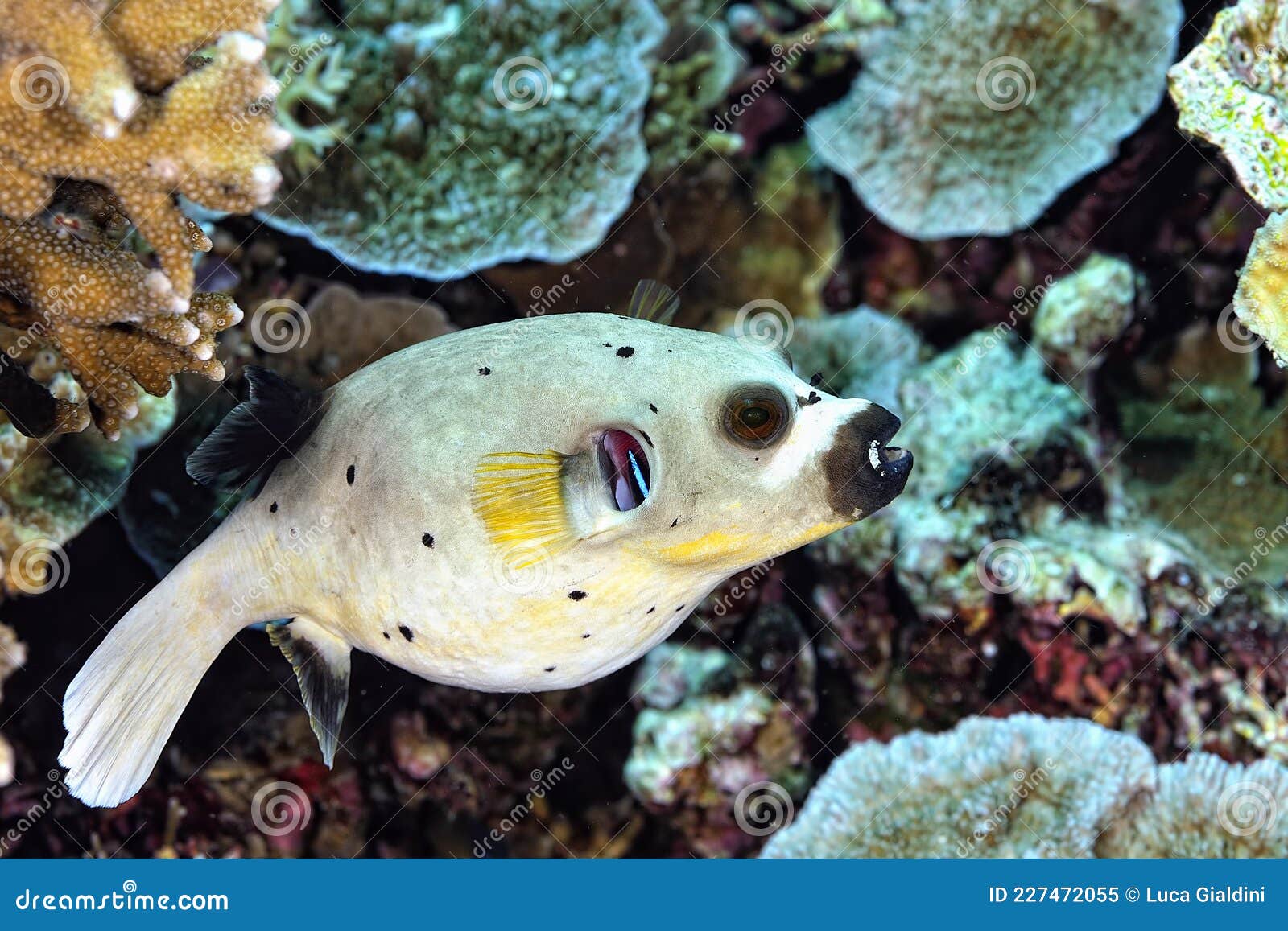 A picture of a puffer fish stock image. Image of animal - 227472055