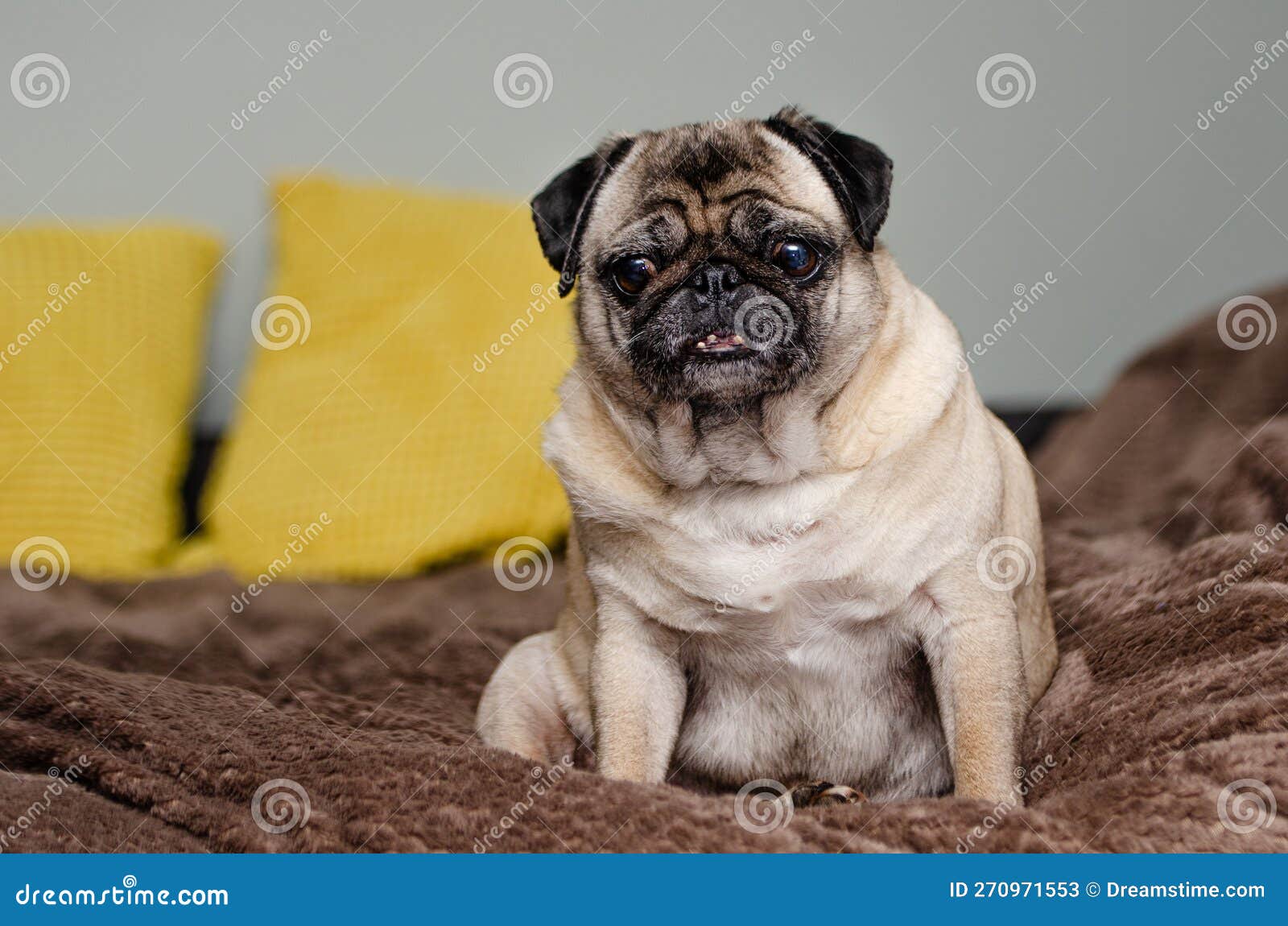 Picture of a Pug on the Couch 8 Stock Image - Image of carnivore, happy ...