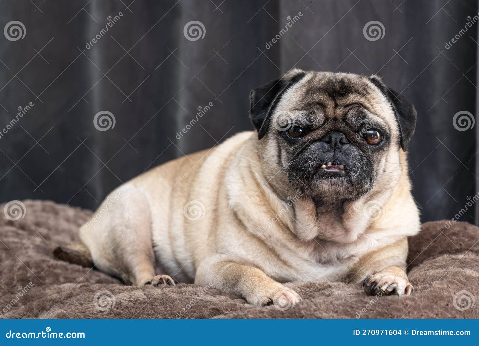 Picture of a Pug on the Couch 5 Stock Photo - Image of canine, purebred ...